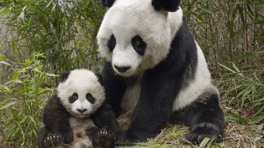 What The Pandas Python Data Analysis Library And SQL Taught Me About
